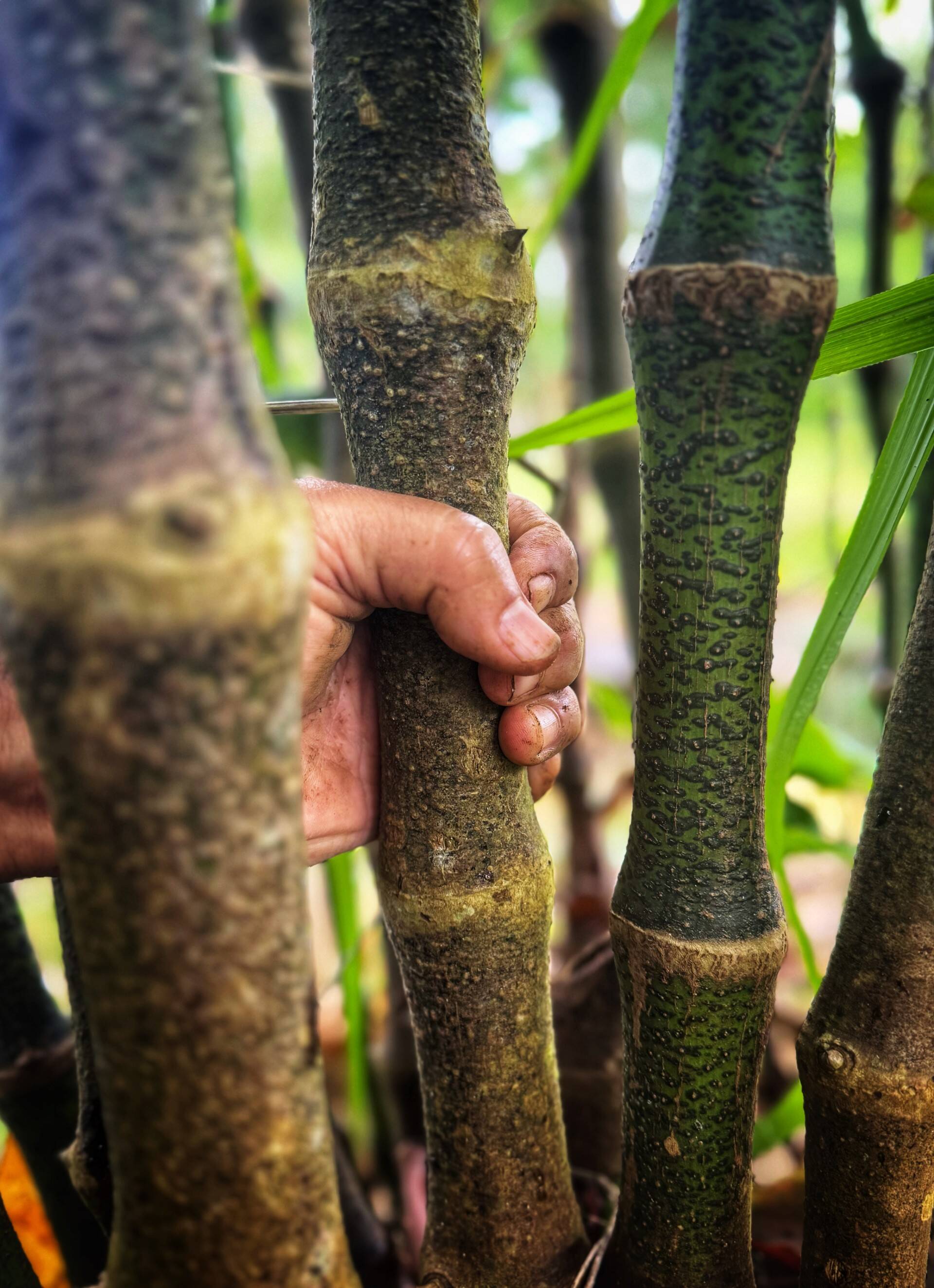 Each place they settled the voyagers planted Kava. As it was propagated ...